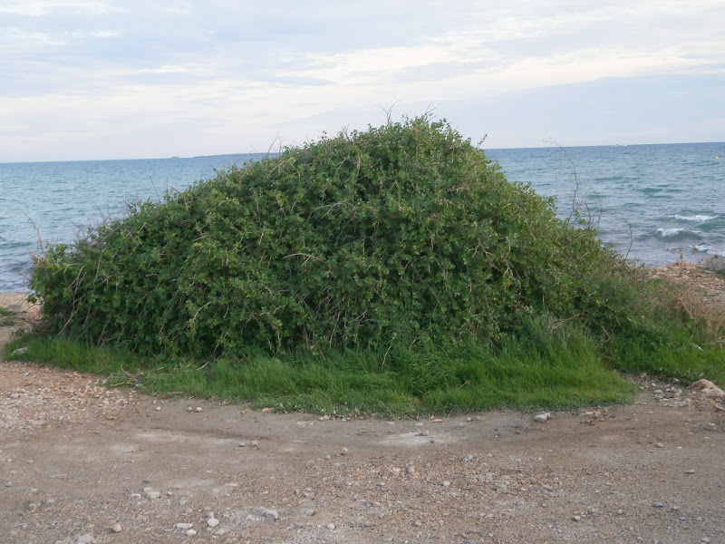 HERBARIO VIRTUAL DE BANYERES DE MARIOLA Y ALICANTE: Withania frutescens ...