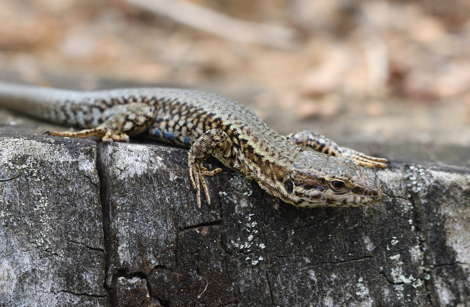 an afternoon with Common Lizards