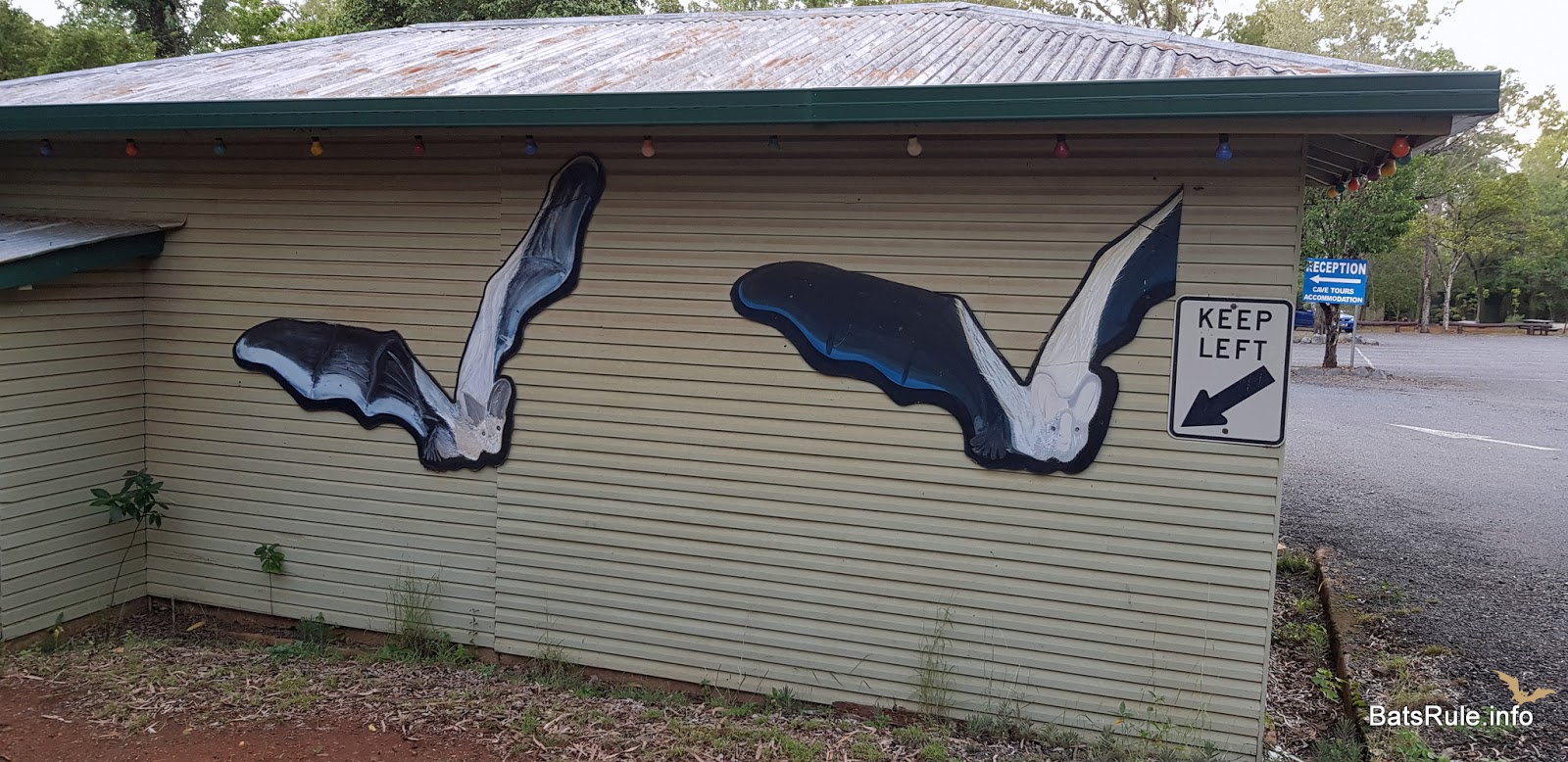 Promoting | Bat Fly-out | Microbats | Capricorn Caves | The Caves ...