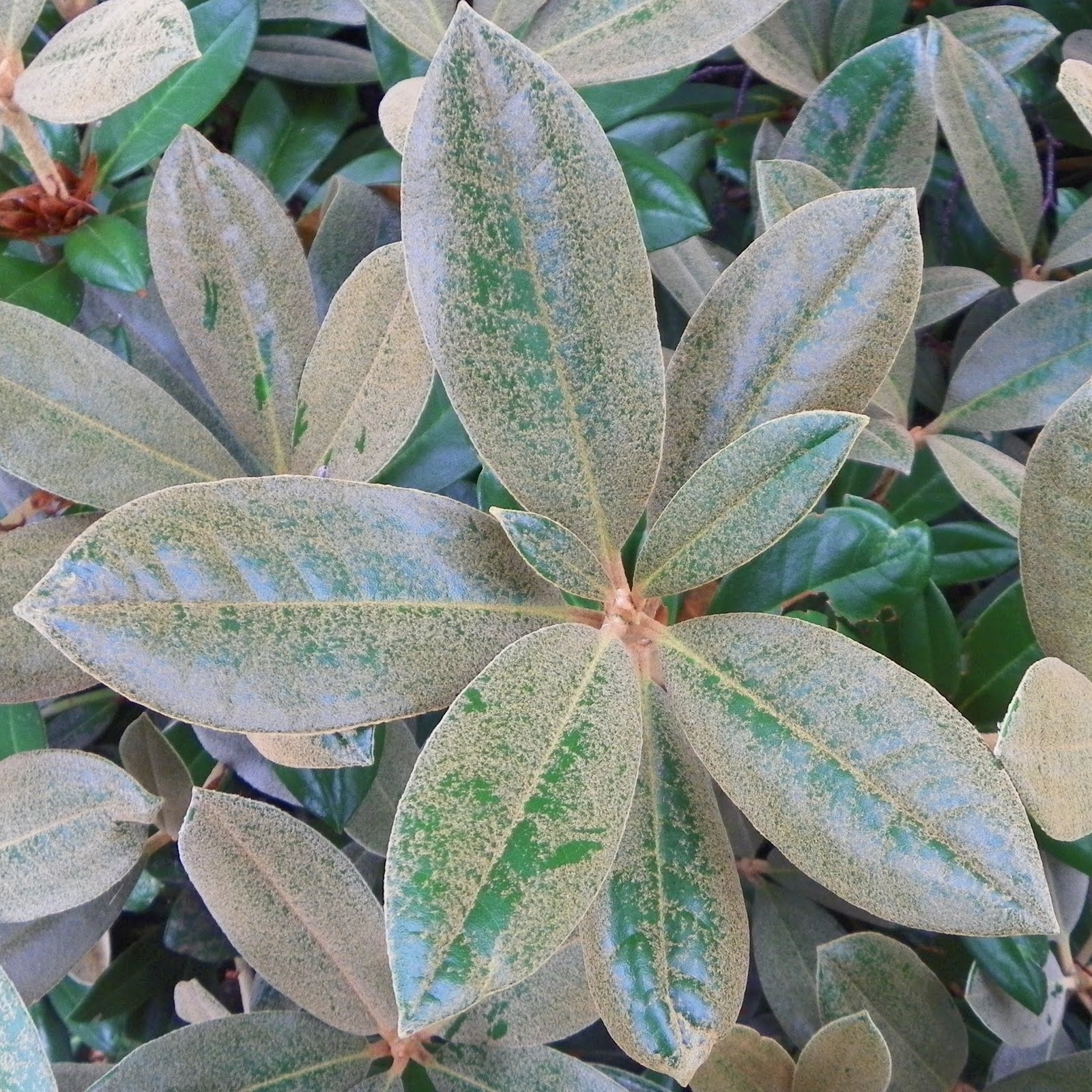 WILLOW GARDEN MUSINGS: Rhododendrons are Interesting in Summer