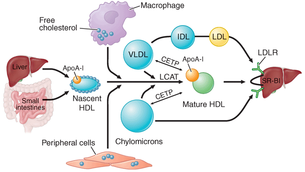 Metabolisme Lipoprotein (Kolesterol) | Tongkat Aesculapius