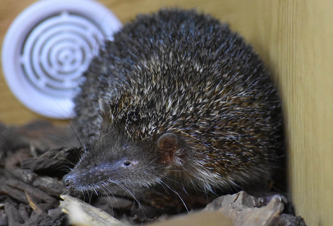 ZOOTOGRAFIANDO (6.100 ANIMALS): TENREC ERIZO GRANDE / GREATER HEDGEHOG ...