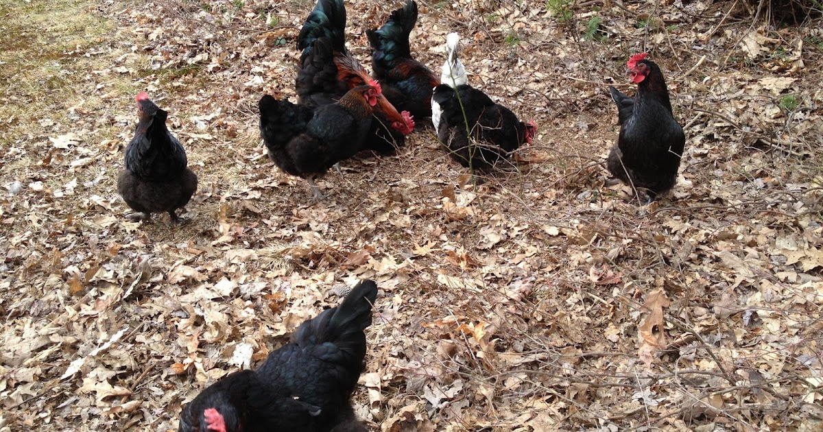 I'm a bad chicken mommy - Murano Chicken Farm