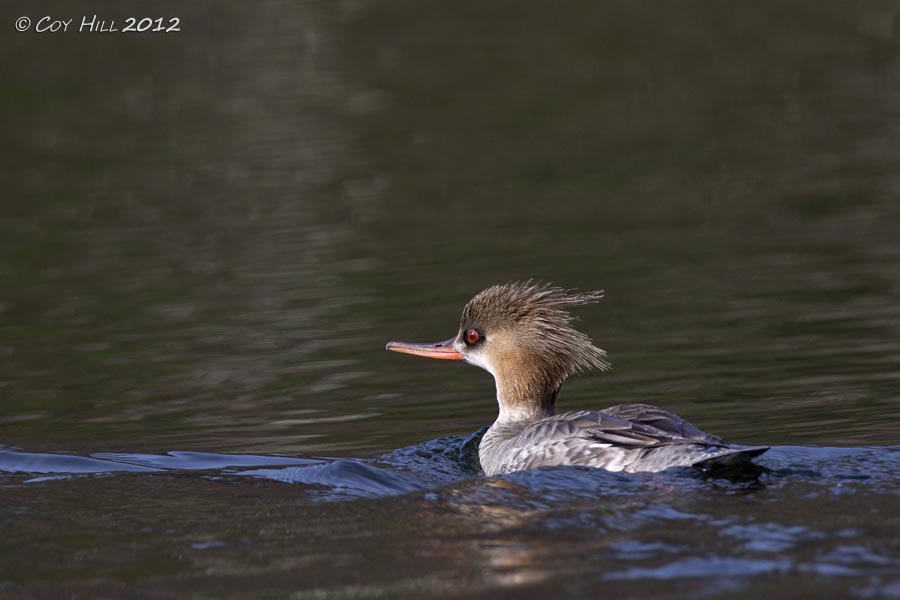 Country Captures: Red-breasted Mergansers: Spring Migration