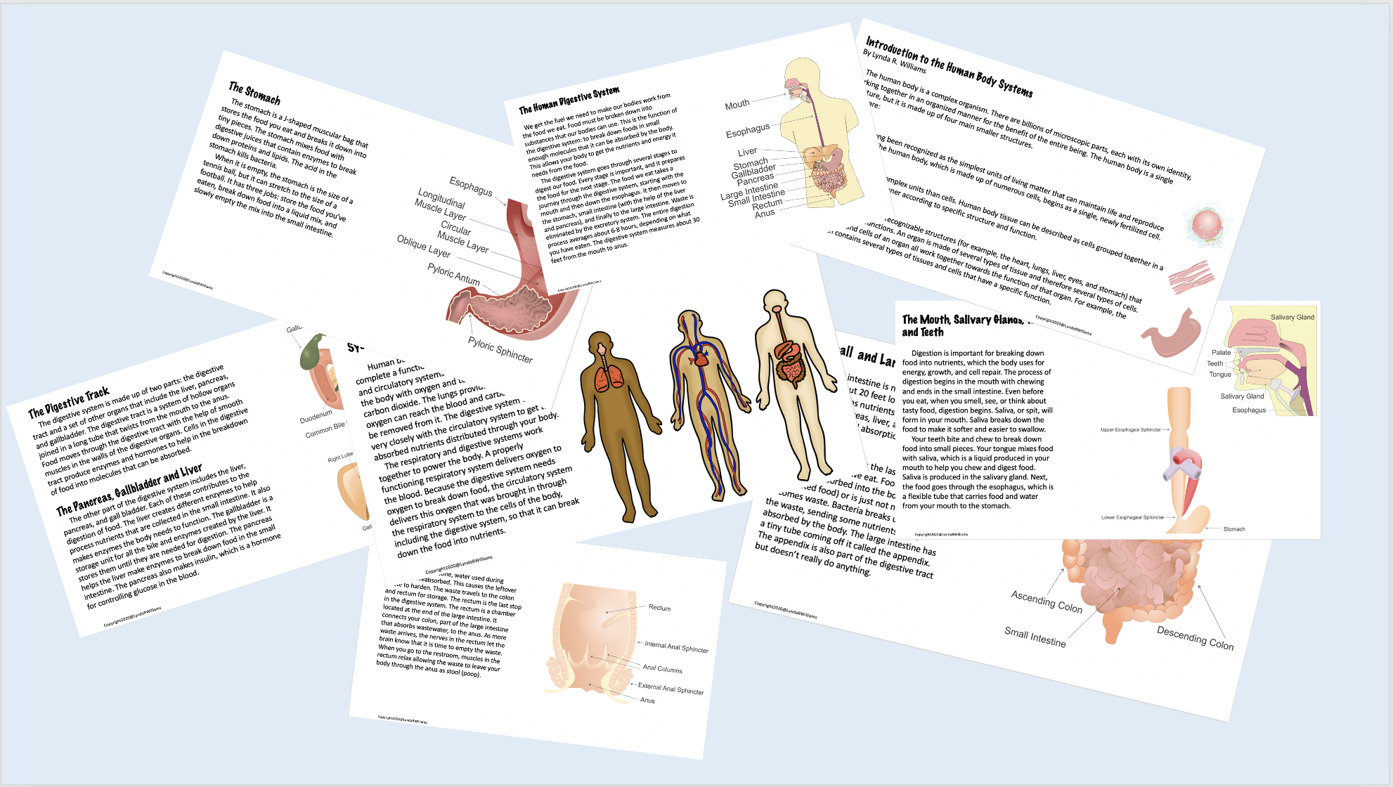 Digestive System Online Unit for Middle School - Teaching Science with ...