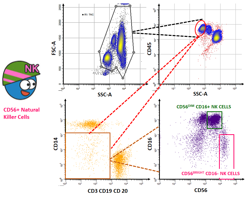 Haematology in a NutShell