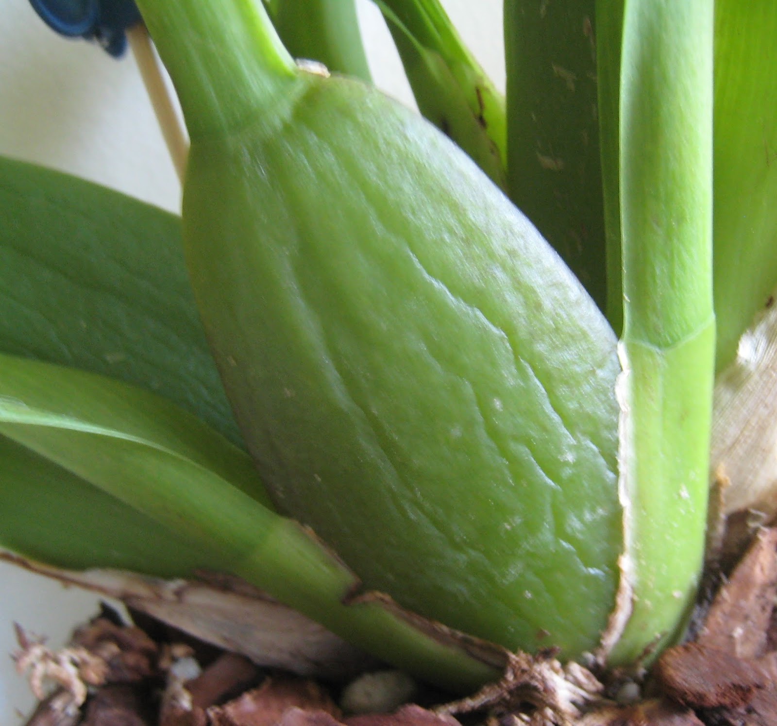 Orchid Beginner Basics: Oncidium Sherry Baby