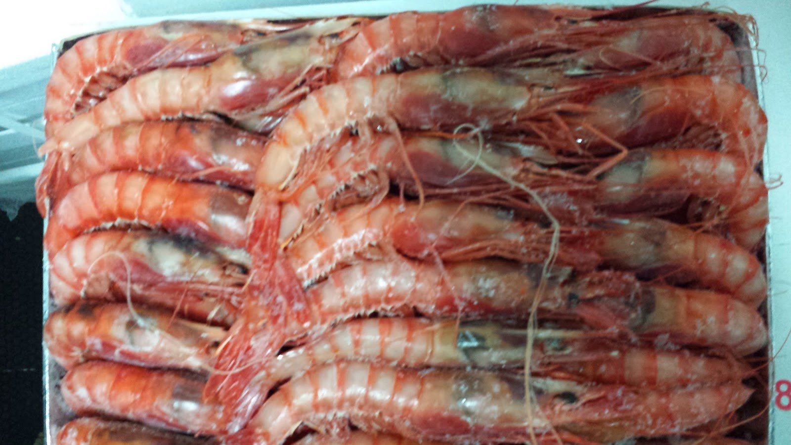 CRUSTACEOS | SAN SEBASTIAN