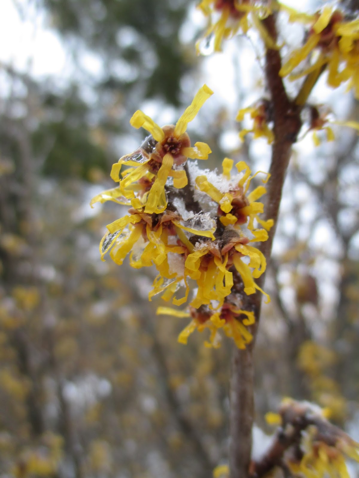 Rotary Botanical Gardens - Hort Blog: Mother Nature's Gentle Reminder