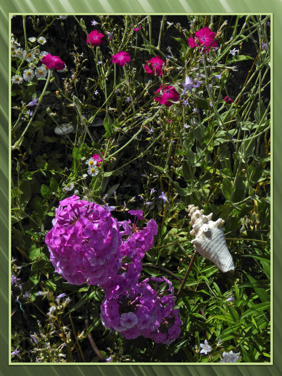 ...COQUELICOTS, COQUILLAGES...et BELLES PAGES !: La phrase qui met en ...