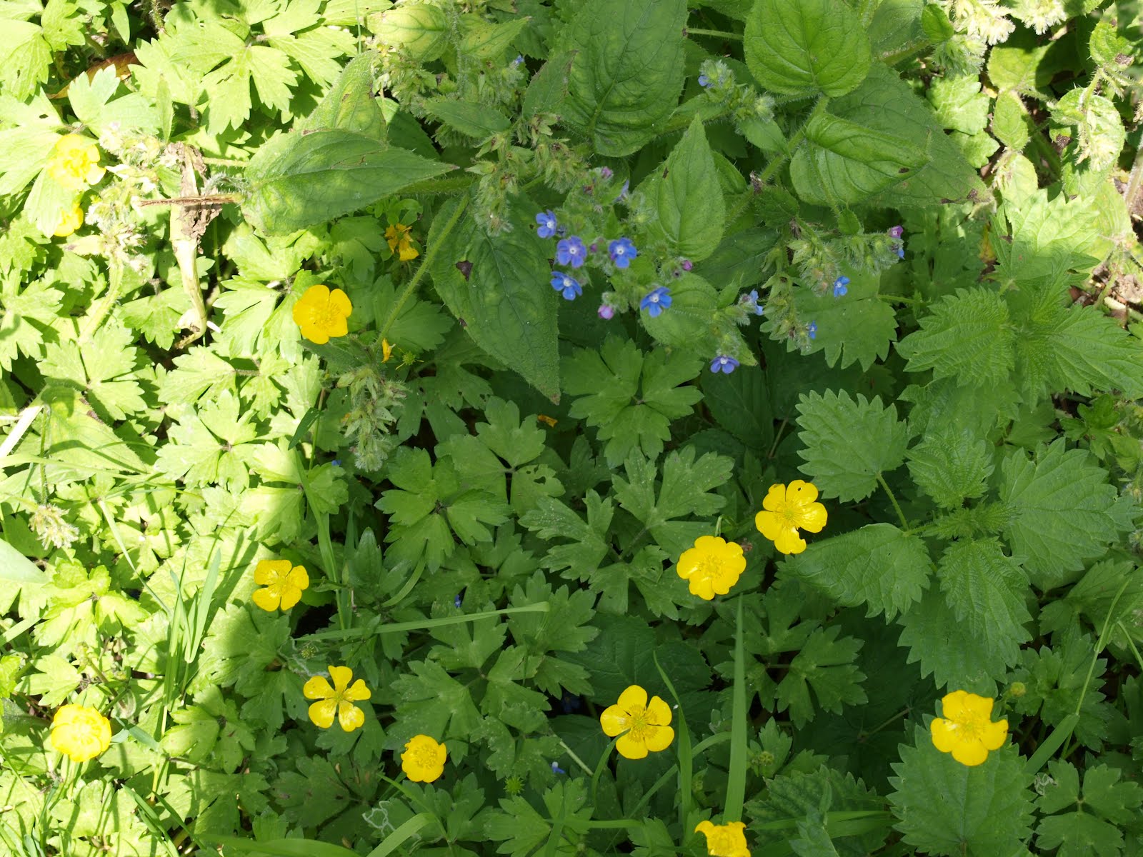 Ragged Robin's Nature Notes: Following in the Footsteps of an ...