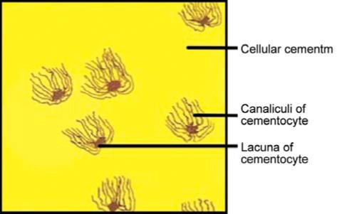 Cementum- Properties, Cells, Structure, Types, Function and Anomalies