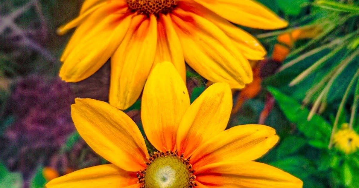 14tips| Are you looking for flower landscape photography skills? come ...