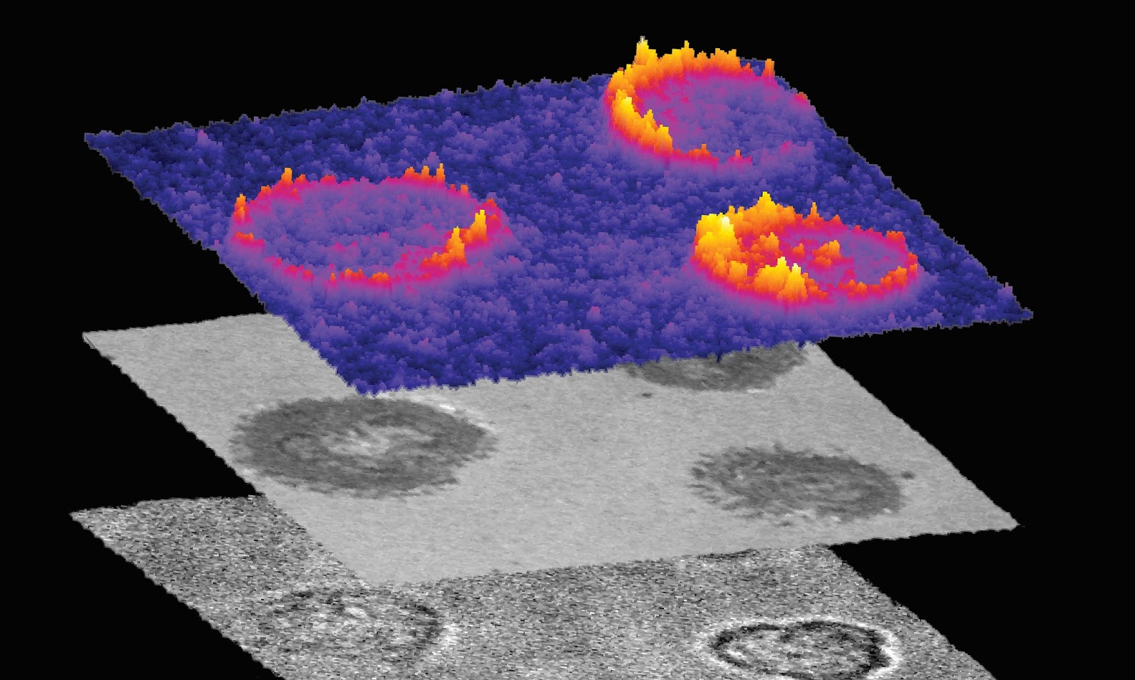 eScienceCommons: T cells use 'handshakes' to sort friends from foes