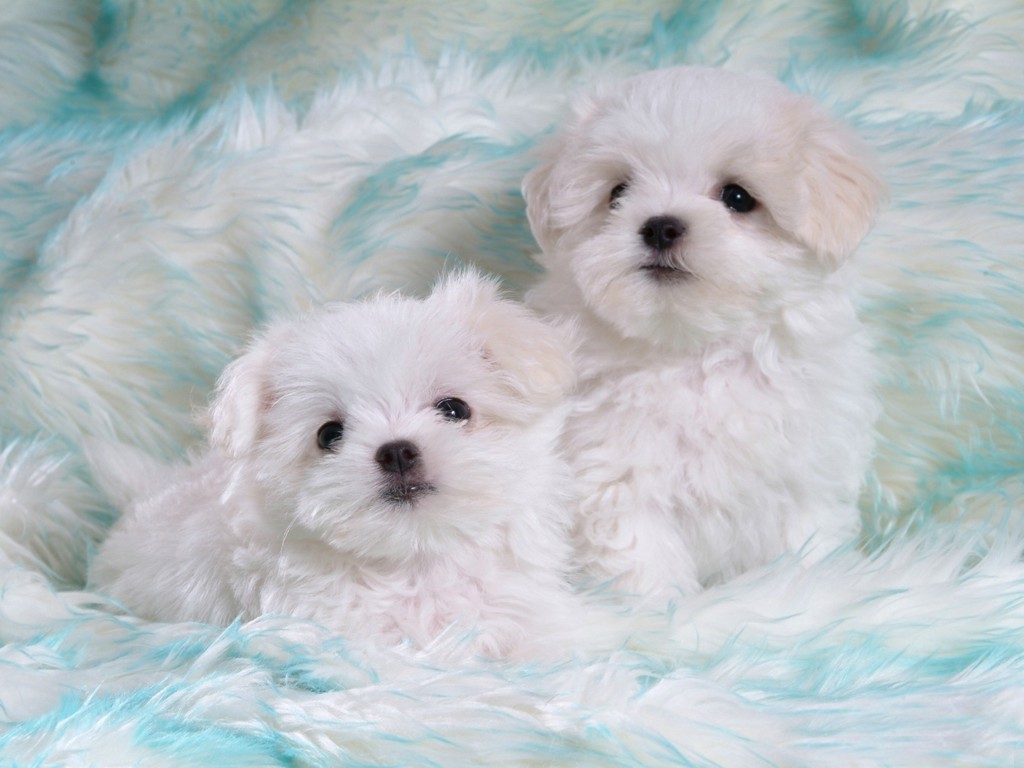 Funny Animals Wallpapers: Cute White Puppies