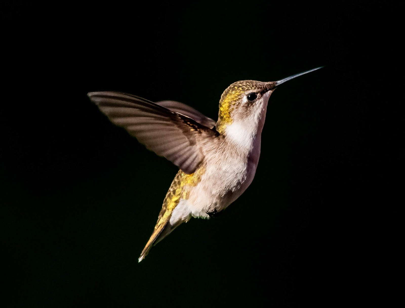 Todd Hopkins Photo: Female Hummingbird