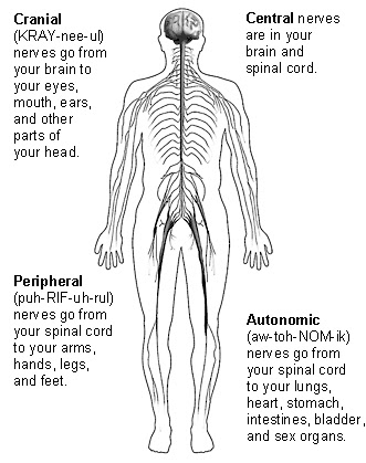 Interesting Fact about Human Body.: Central Nervous System: