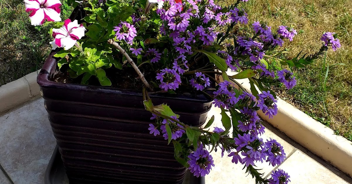 j'ai vu, j'ai photographié, je partage: Quelques fleurs du jardin de ... j'ai vu, j'ai photographié, je partage: Quelques fleurs du jardin de ...