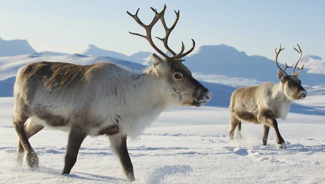 Eccles is saved: Did Jesus come to save reindeer?
