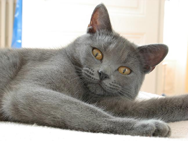 Les chats: Le Chartreux