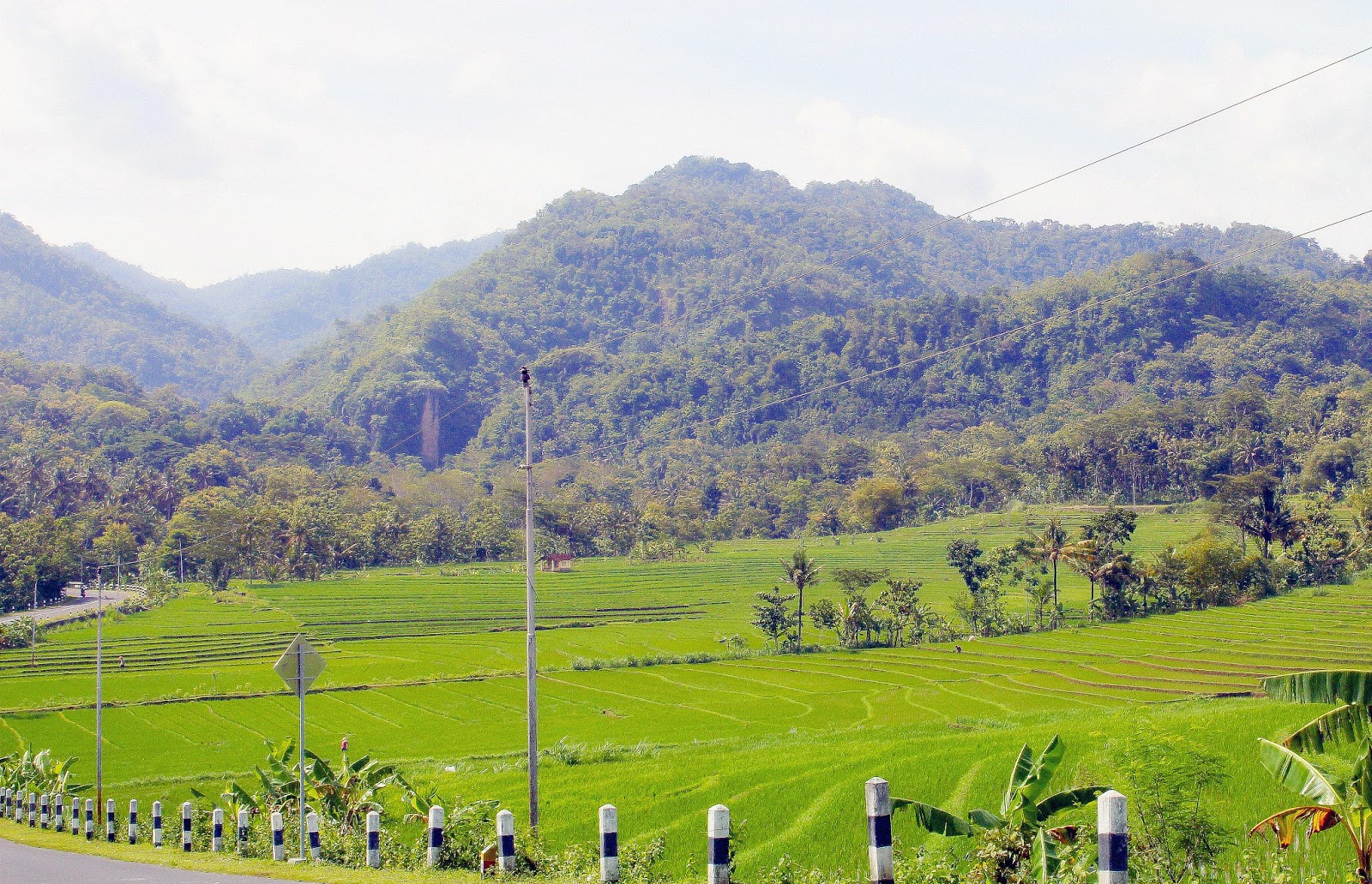 Keindahan Persawahan Watumurah, Pendoworejo, Girimulyo Kulon Progo ...