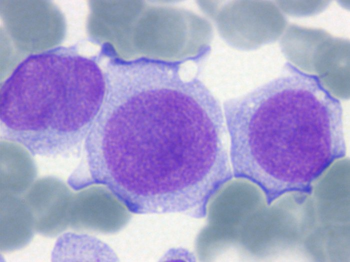 Células sanguíneas: Maduración de megacariocitos