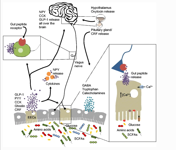 Help For Mood Disorders: GASTRIN RELEASING PEPTIDE (GRP)