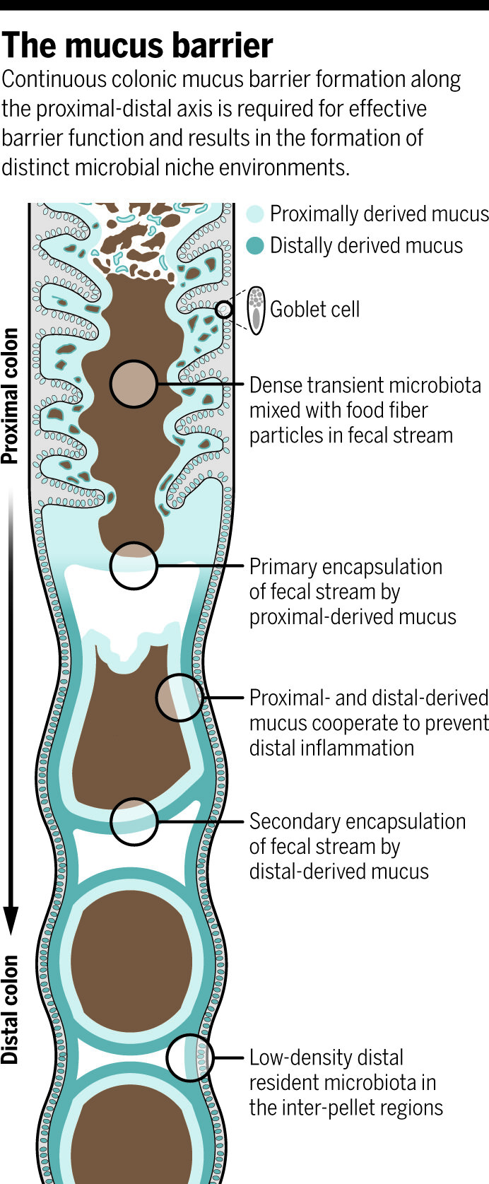The birth of Modern Man: Discoveries reshape understanding of gut ...