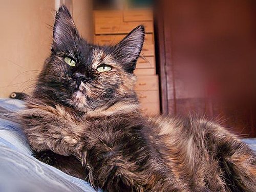 Les chats: L'Angora Turc