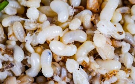 Semut Rangrang, Serangga yang Pandai Merangkai Daun | RE Tawon