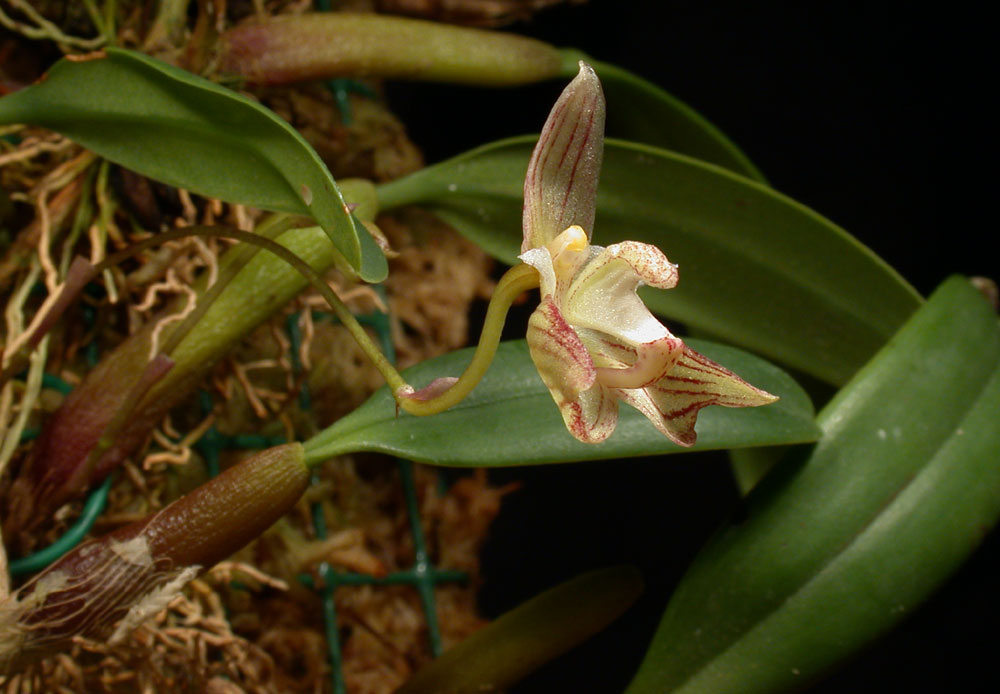 Bulbophyllum ambrosia care and culture | Travaldo's blog
