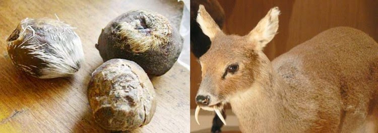 उपचार और आरोग्य: सम्मोहन और स्तंभन की दिव्य औषधि कस्तूरी के अनुपम प्रयोग