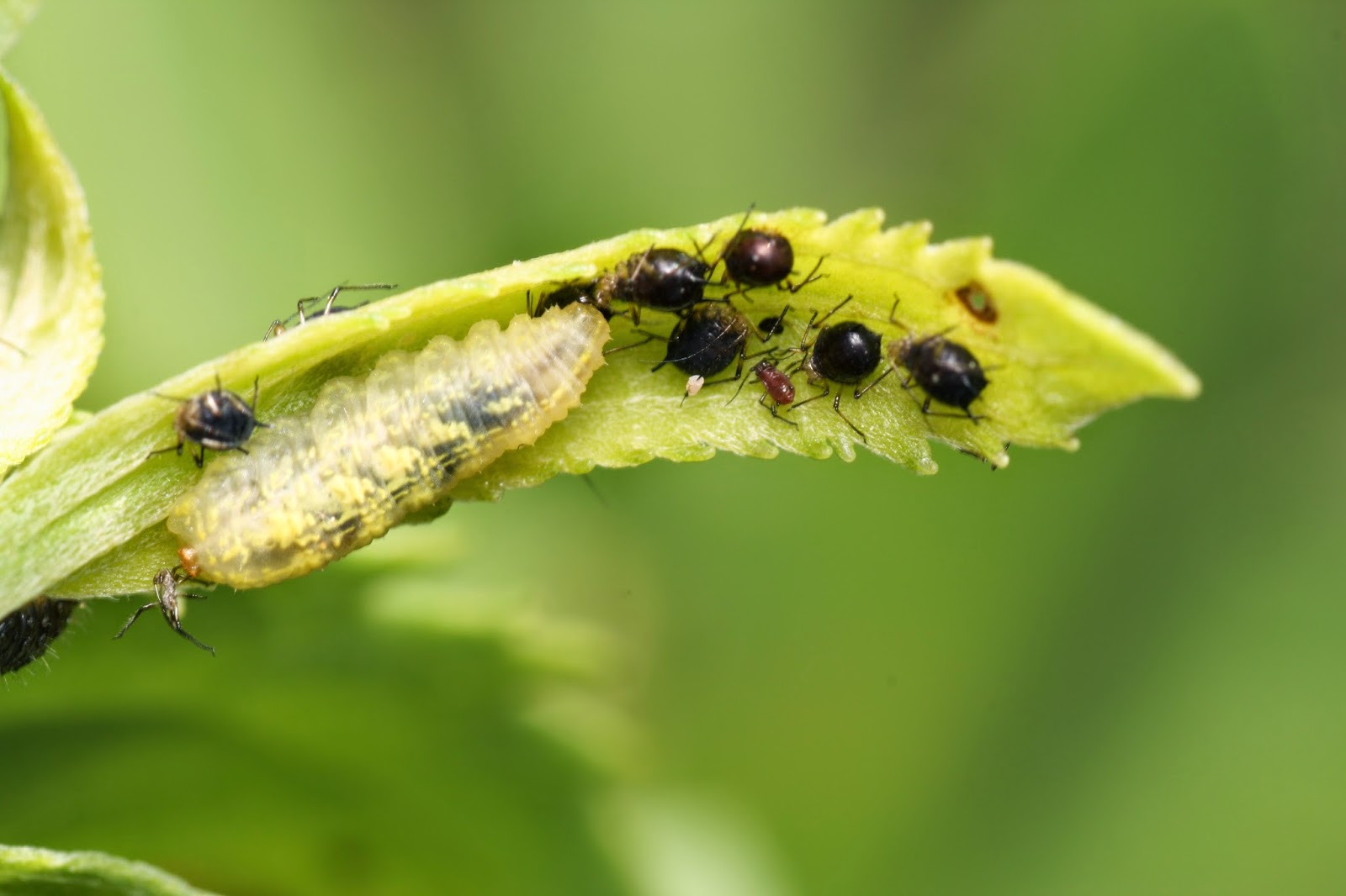 Salt marsh entomologist blog: Aphids and their predators on marsh elder ...