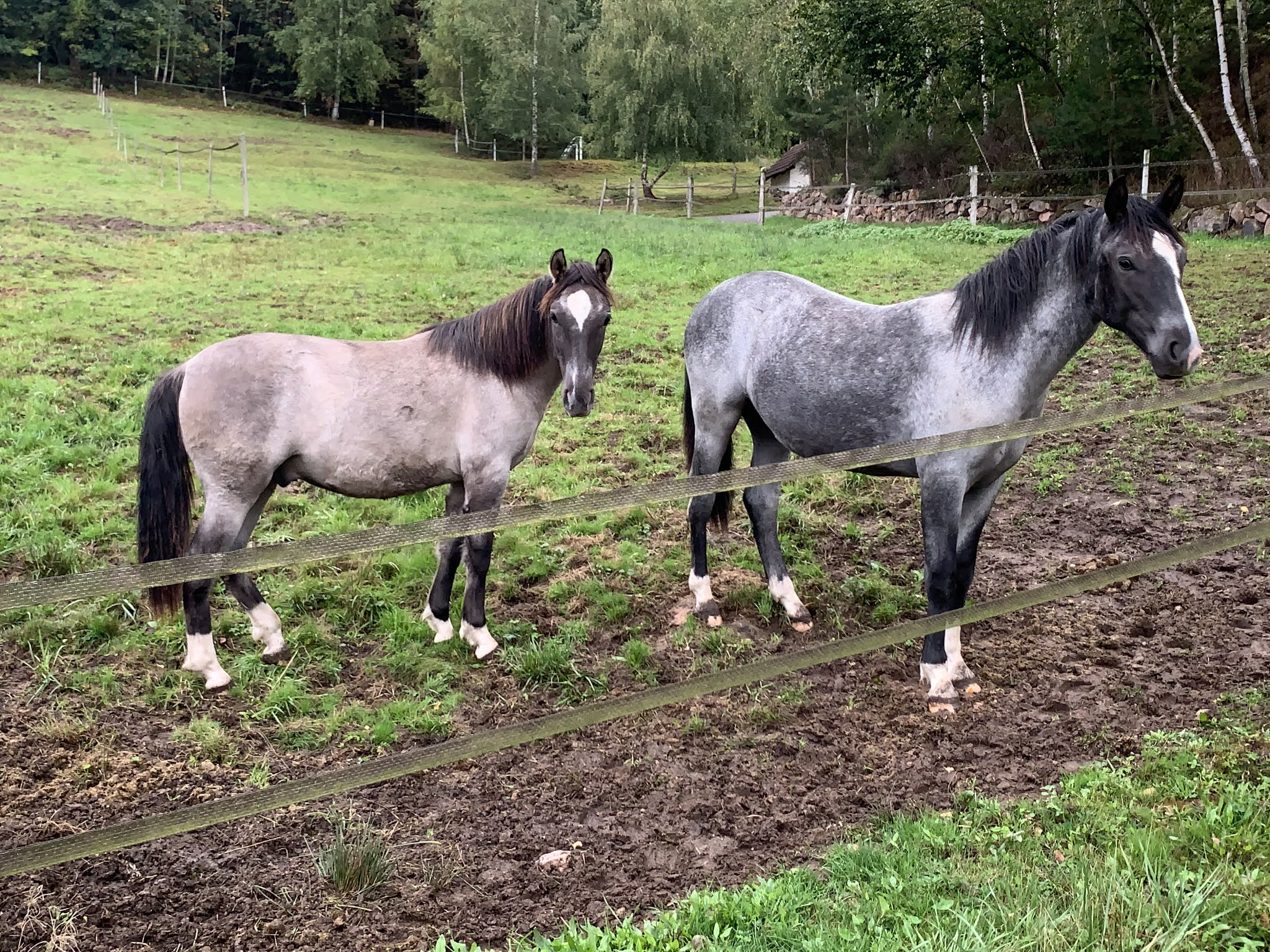 CRIOLLOS MAGICO élevage de CRIOLLOS pure race en France en Alsace ...