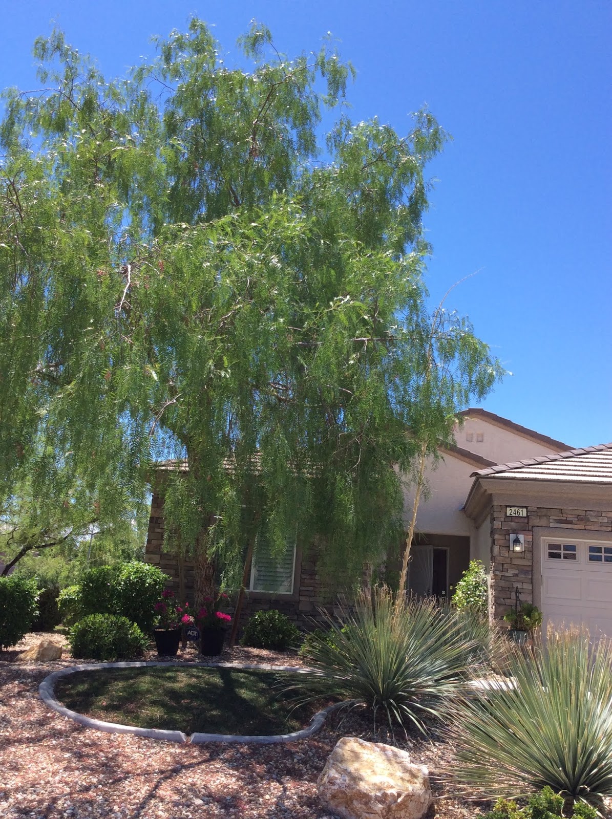 Xtremehorticulture of the Desert: How Often to Water During the Heat