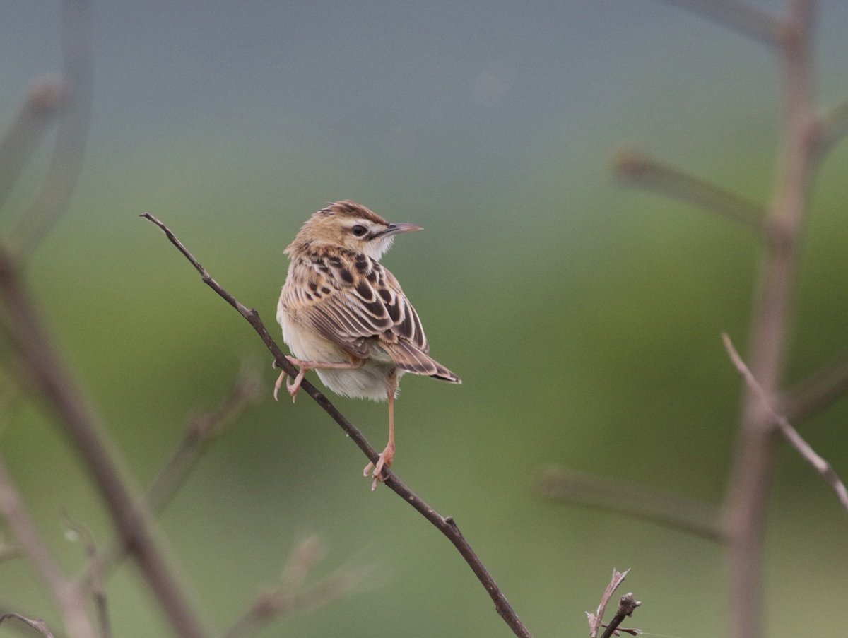 BIRDING - Kyoto, Kansai and Japan: A few Yaeyama natives
