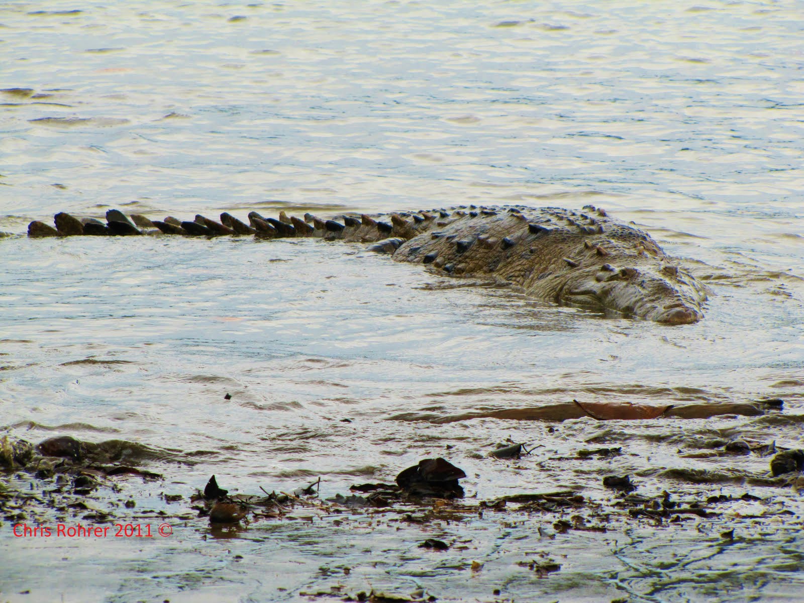 Saltwater Crocs In New Zealand at Michael Sizemore blog
