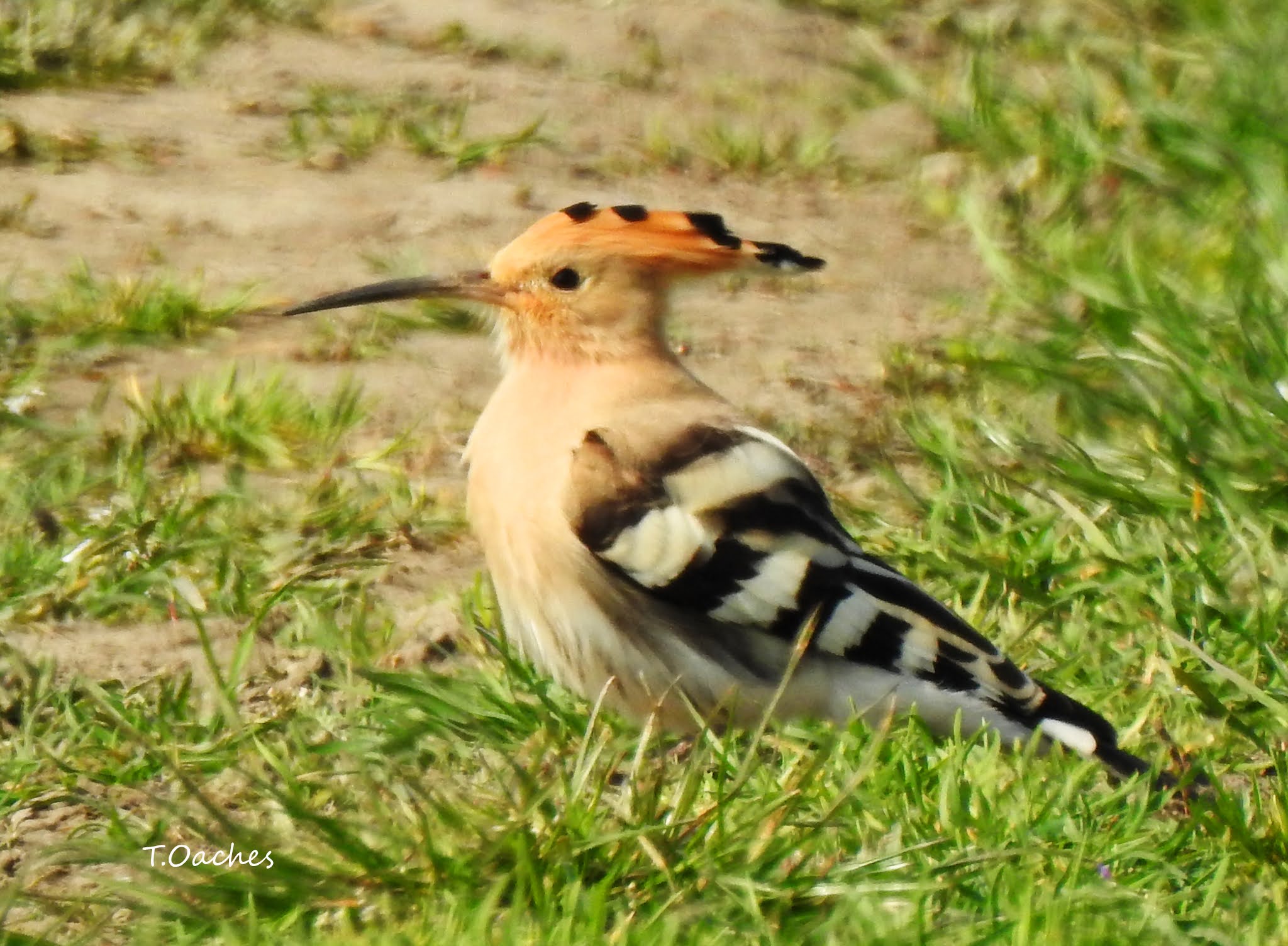 PASARI DIN ROMANIA: PUPAZA, Upupa epops