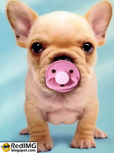 RED IMG: Perrito con chupon - Imagenes de Animales