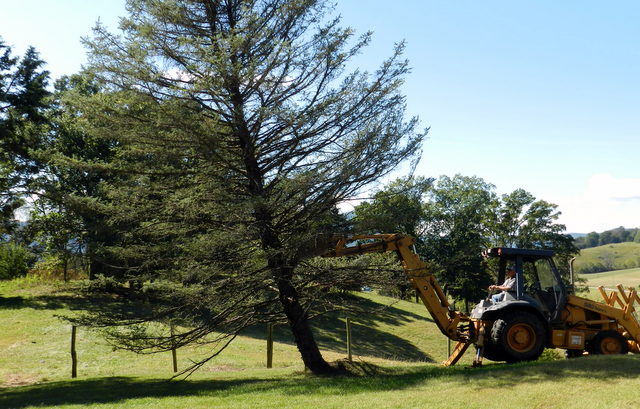 Blue Country Magic: How Guys With Backhoes Take Down Trees