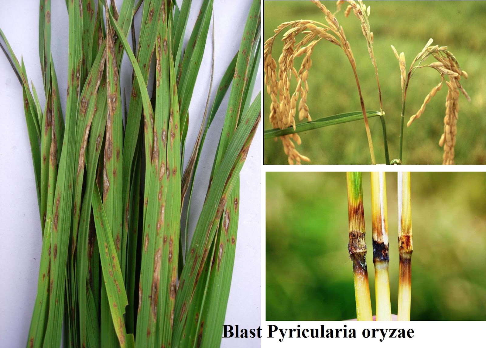 JAWA RANTAU : NGUDARASA: ORGANISME PENGGANGGU UTAMA PADA TANAMAN PADI ...