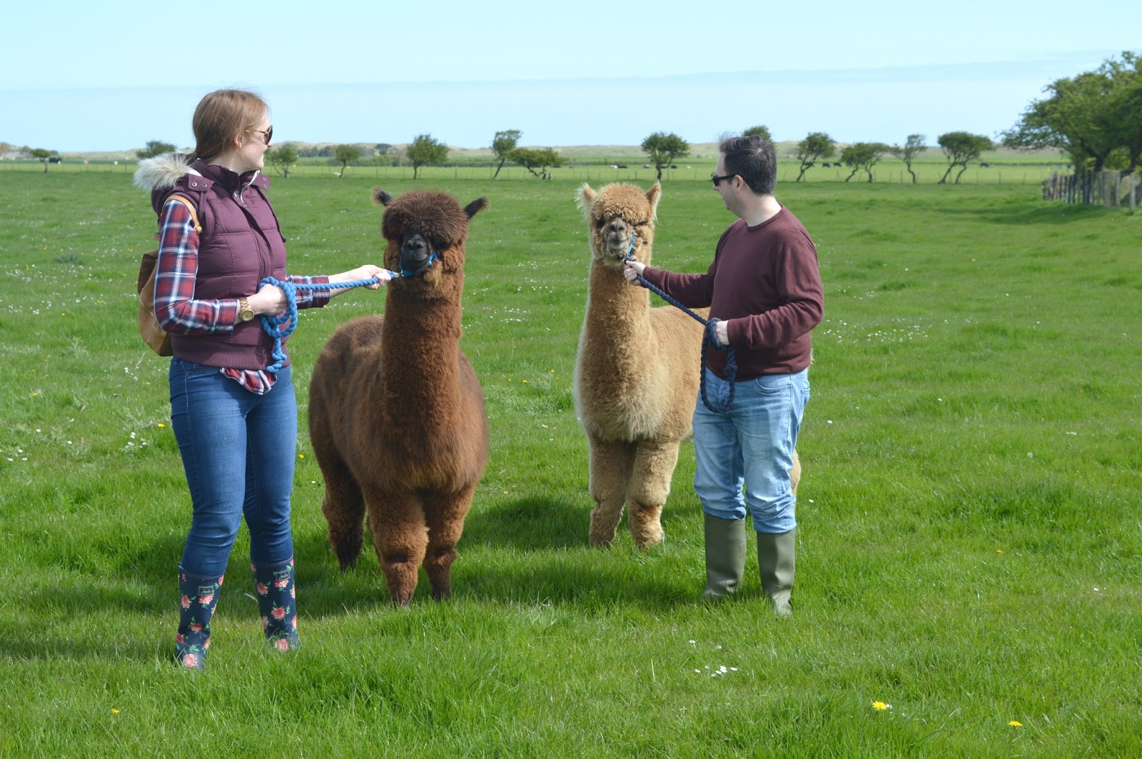 Alpaca Walking in Northumberland | New Girl in Toon