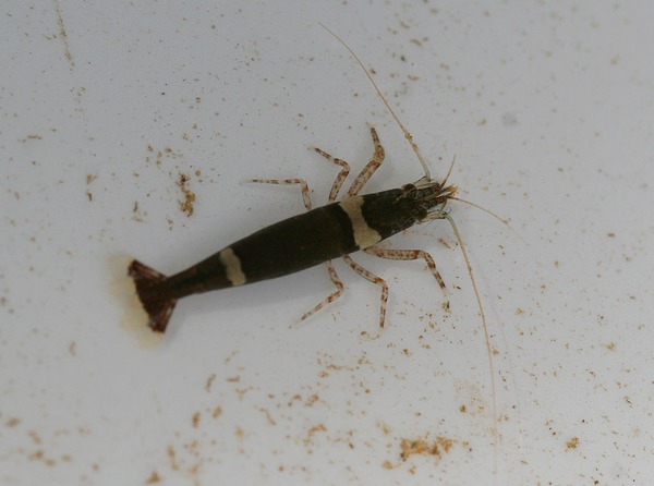 Fächergarnelen: Fächergarnelen Hotspot Guadeloupe