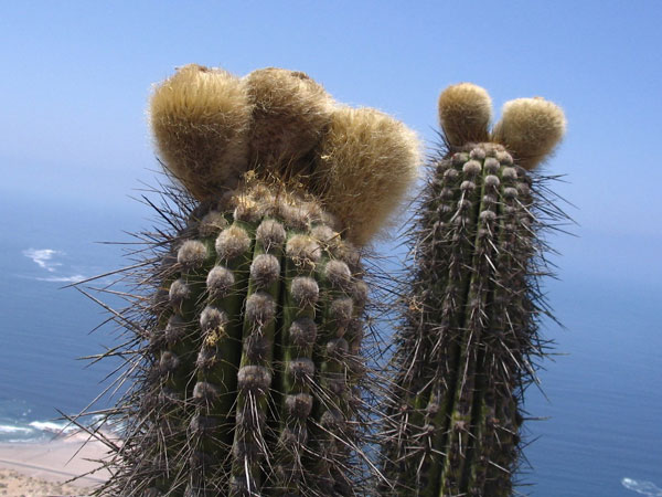 especies chilenas: El Copao Eulychnia iquiquensis