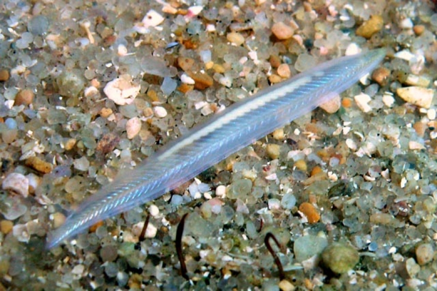 Zoológico Virtual do Koba: Anfioxo Lanceolado