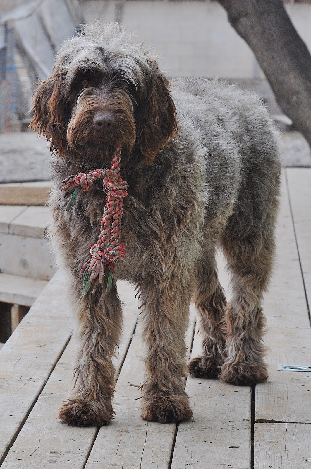Idaho Outback Wirehaired Pointing Griffon Puppies!: Hope my pretty ...