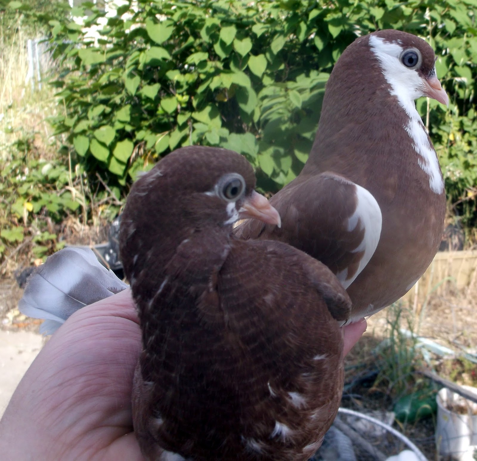 Birmingham Rollers and North American Roller Pigeons: June 2016