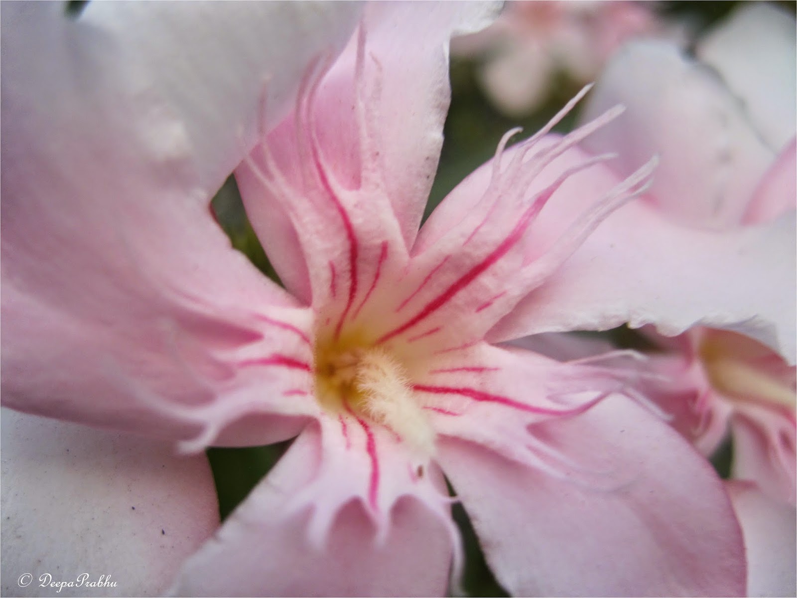 Thursday challenge - PINK (Anything that has the color pink ...