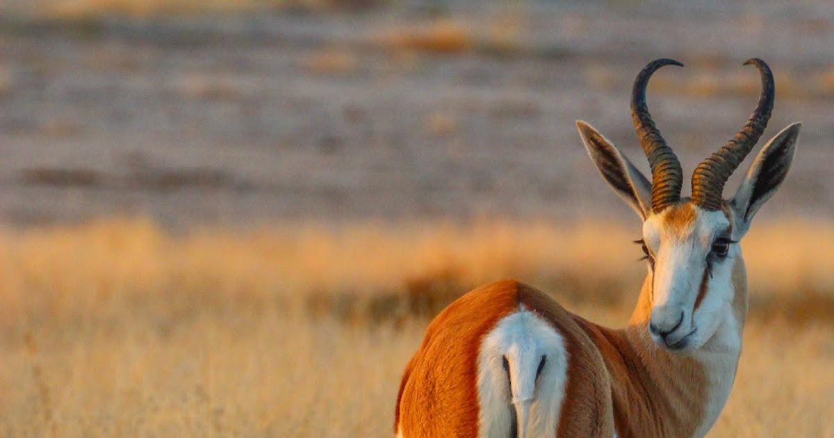 Cannundrums: Kaokoveld Springbok