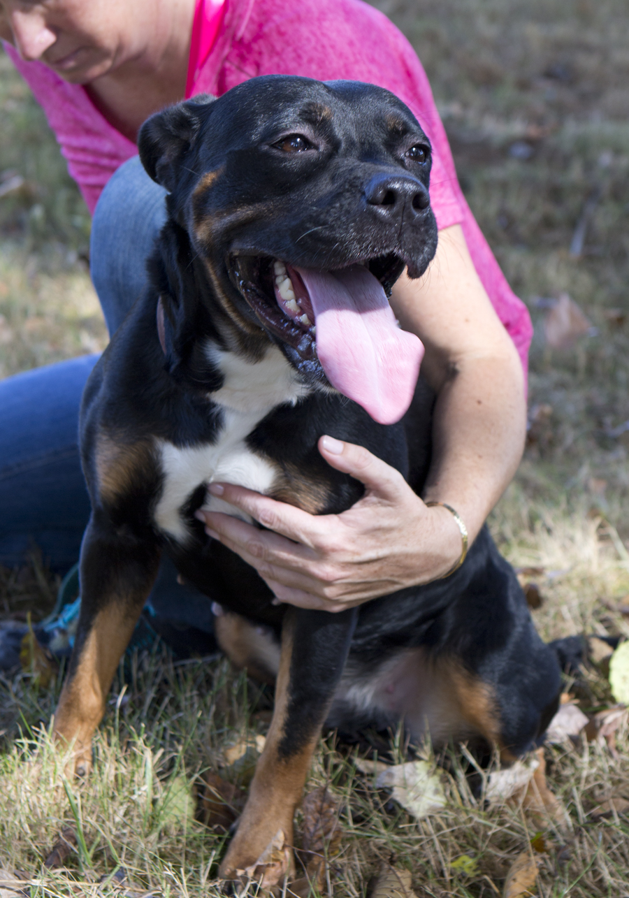 Shelter Dogs of Portland: "BANDI" playful tri-colored Staffy Bull ...